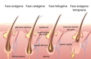 Entendiendo las fases del cabello o ciclo capilar: anágena, catágena y ...