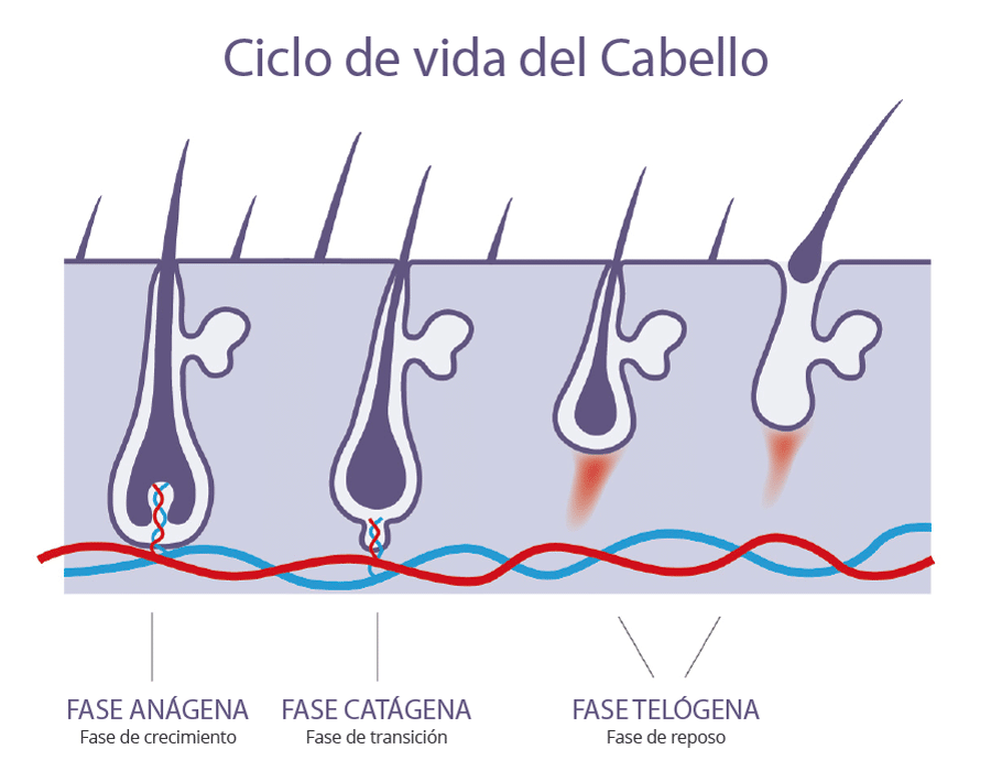 Entendiendo las fases del cabello o ciclo capilar: anágena, catágena y ...