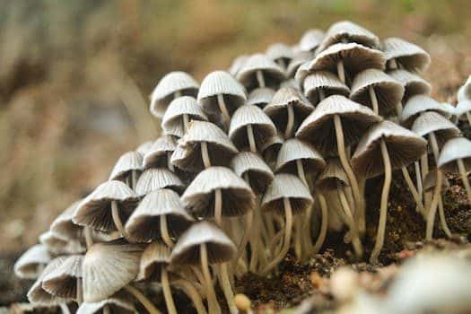 Cómo reconocer hongos en el pelo y tratamientos efectivos